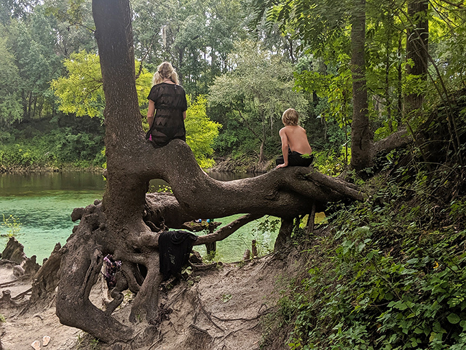 Mother Nature's playground equipment – these twisted tree roots have hosted generations of adventurous kids seeking the perfect cannonball launch.