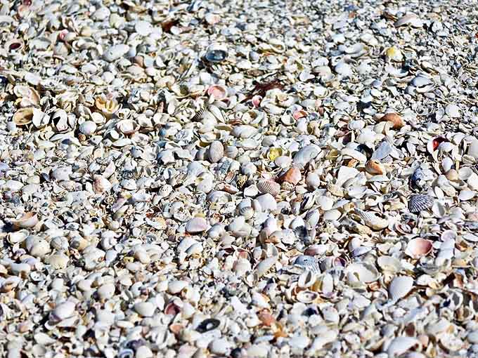Shell collectors' dreams are made of this &ndash; Cayo Costa's beaches offer a kaleidoscope of natural treasures with each tide.