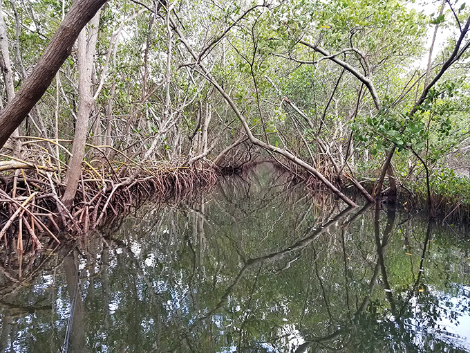 Tangled mangrove roots create nature's own sculpture garden, where water and wood have danced together for centuries.