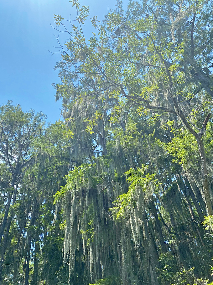Spanish moss catches the sunlight, transforming ordinary tree branches into strings of natural tinsel that sway gently in the Florida breeze.
