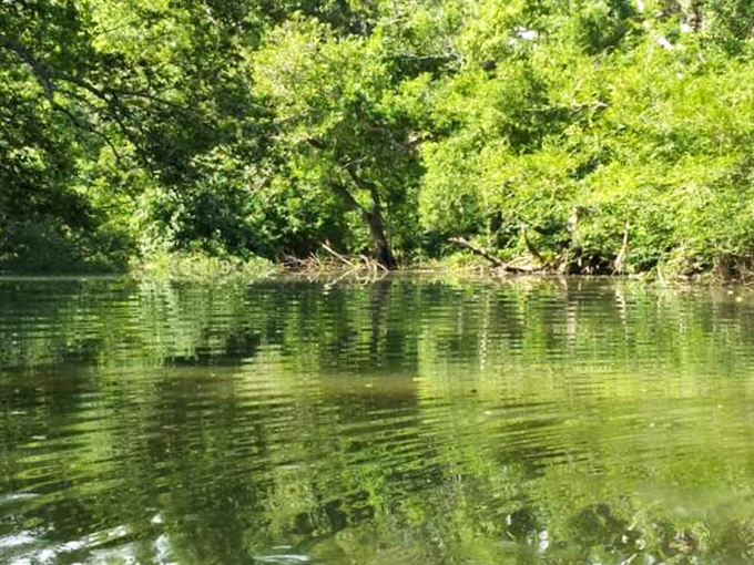 Crystal clear waters reveal a complex underwater ecosystem, where fish dart between submerged roots in an aquatic game of hide-and-seek.