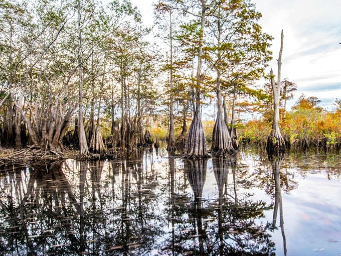 Ancient bald cypress stumps reach skyward like nature's own sculpture garden, telling stories of centuries past.