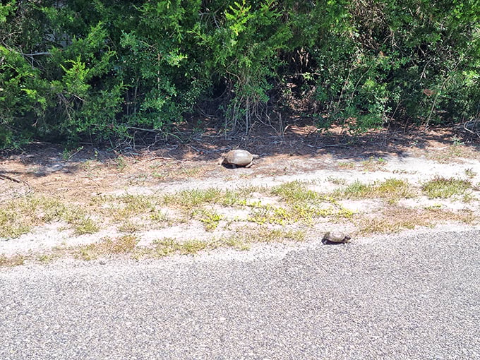 Gopher tortoises, ancient architects of the coastal ecosystem, lumber across sandy paths on prehistoric legs &ndash; unhurried landlords of the island.