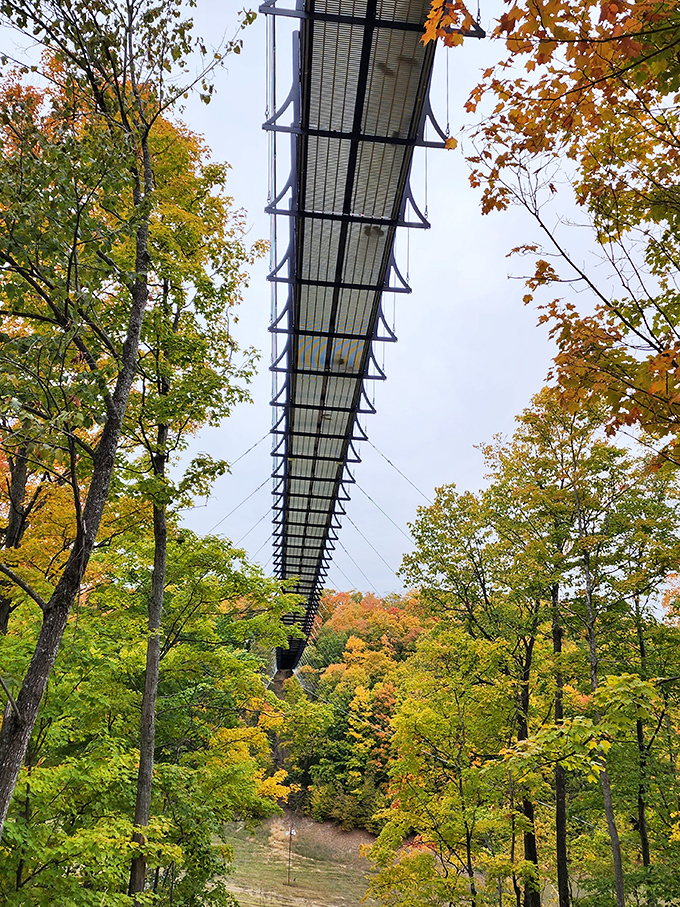 From below, the bridge's underside reveals the intricate engineering that keeps adventurers safely suspended. Beauty in the details that most visitors never see.