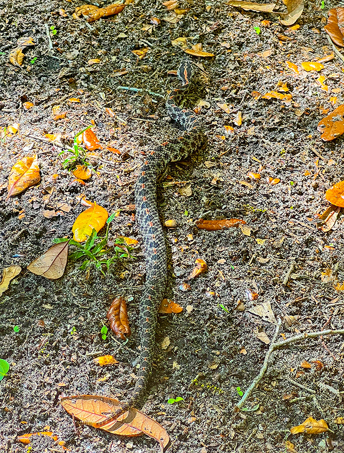 Wildlife spotting adds excitement to any visit &ndash; this well-camouflaged resident reminds us we're guests in their home.