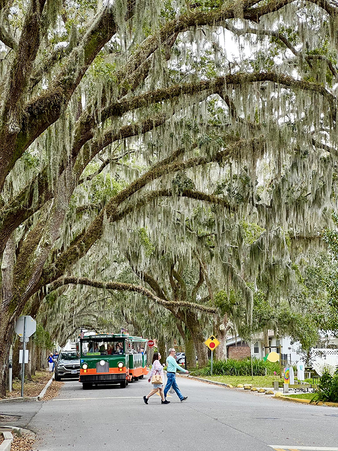 Even with cars occasionally passing through, there's something timeless about this avenue &ndash; as if modern vehicles are just temporary visitors in this ancient green sanctuary.