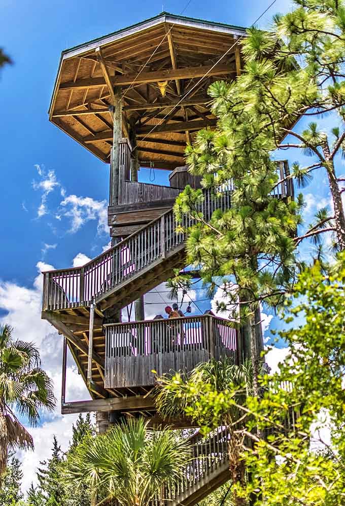 Gatorland's wooden observation tower rises above the treeline, offering brave climbers spectacular views and questionable structural reassurance.