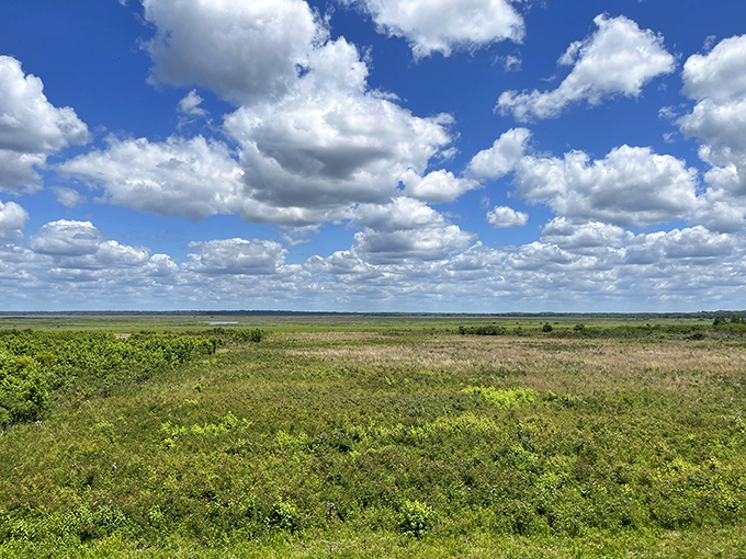 Wild bison roam freely across Paynes Prairie's vast savanna, creating a scene more reminiscent of the Great Plains than typical Florida.