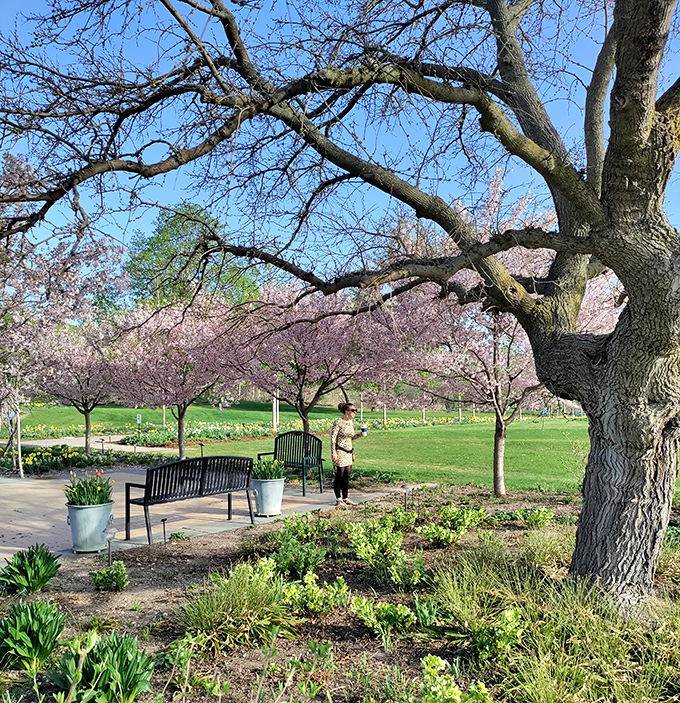 Cherry trees create a pink canopy over garden paths, their blossoms transforming an ordinary walk into a passage through cotton candy clouds.