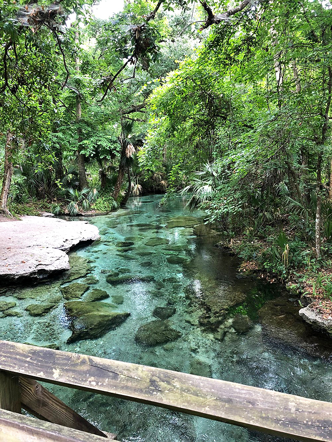 Where the earth reveals its secrets &ndash; this spring vent offers a glimpse into Florida's underground aquifer system.