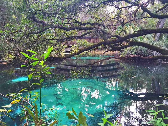 Crystal clear waters reflect the forest canopy, creating a mirror world where it's impossible to tell where reality ends and reflection begins.