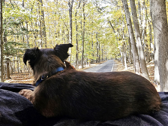 Even the four-legged travelers appreciate the view! This furry co-pilot seems just as enchanted by the leafy corridor as any human companion. 