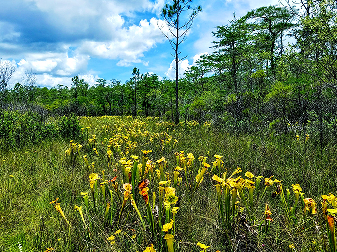 Yellow pitcher plants stand like tiny trumpets announcing spring's arrival &ndash; beautiful but deadly if you happen to be an unsuspecting insect.