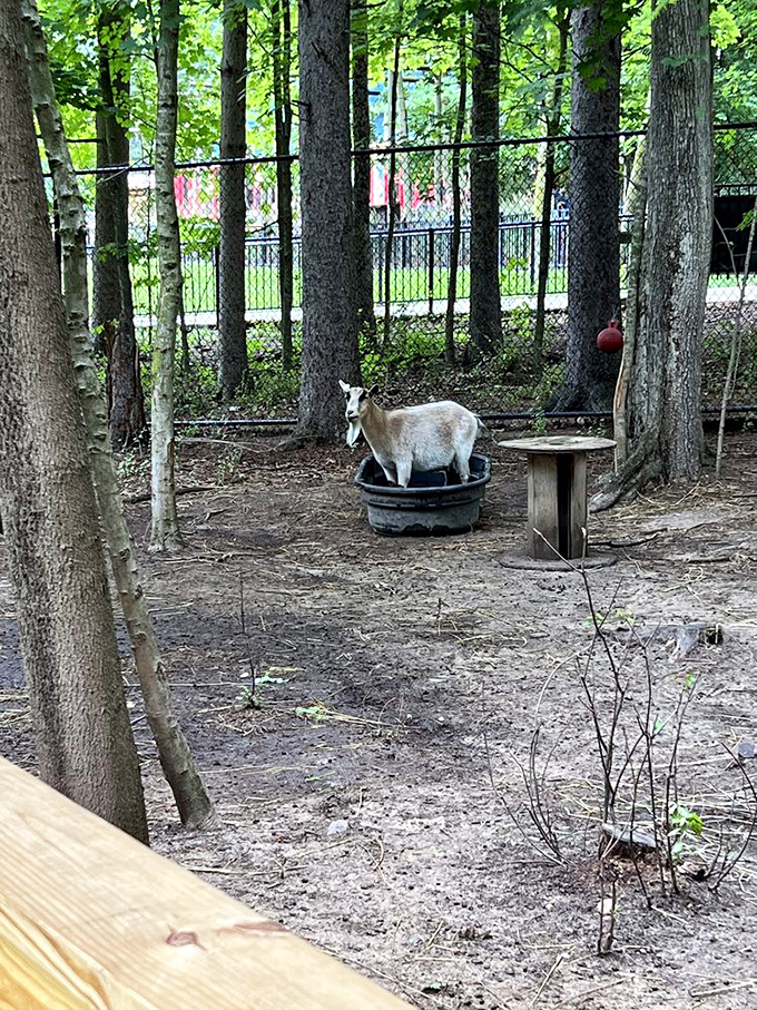 This goat demonstrates its uncanny ability to look both wise and ridiculous while contemplating the existential comfort of a plastic tub.