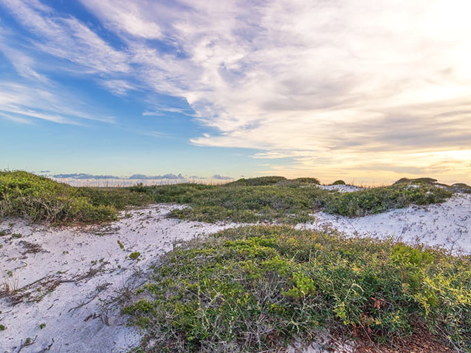 Coastal dune vegetation plays the long game &ndash; these hardy plants are the unsung heroes keeping paradise intact.