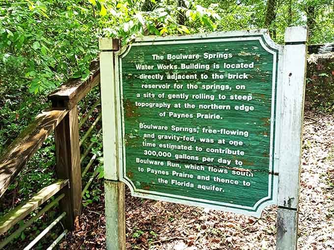 Green-painted history lessons stand sentinel throughout the park, revealing how these springs once pumped 300,000 gallons daily to thirsty Gainesville.