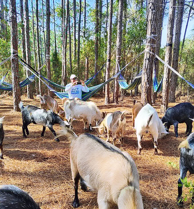 At Jaybird Hammock Farm, curious goats provide both entertainment and unexpected yoga partners in a whimsical setting that epitomizes Amelia Island's quirky charm.