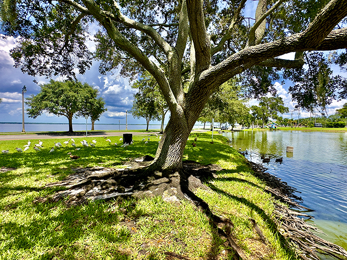 Lake Carola's shoreline invites contemplation as water birds perform their daily ballet &ndash; nature's own meditation in motion.