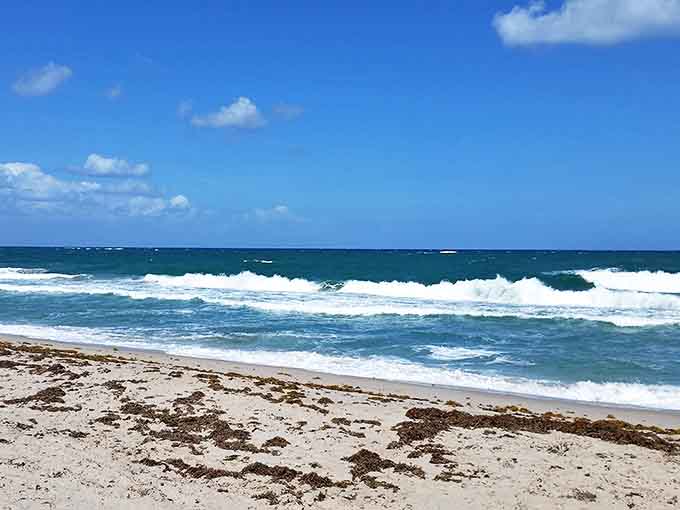 Laura Ward Park's winding paths invite leisurely strolls under a canopy of palms, where sunshine plays peek-a-boo through the fronds.