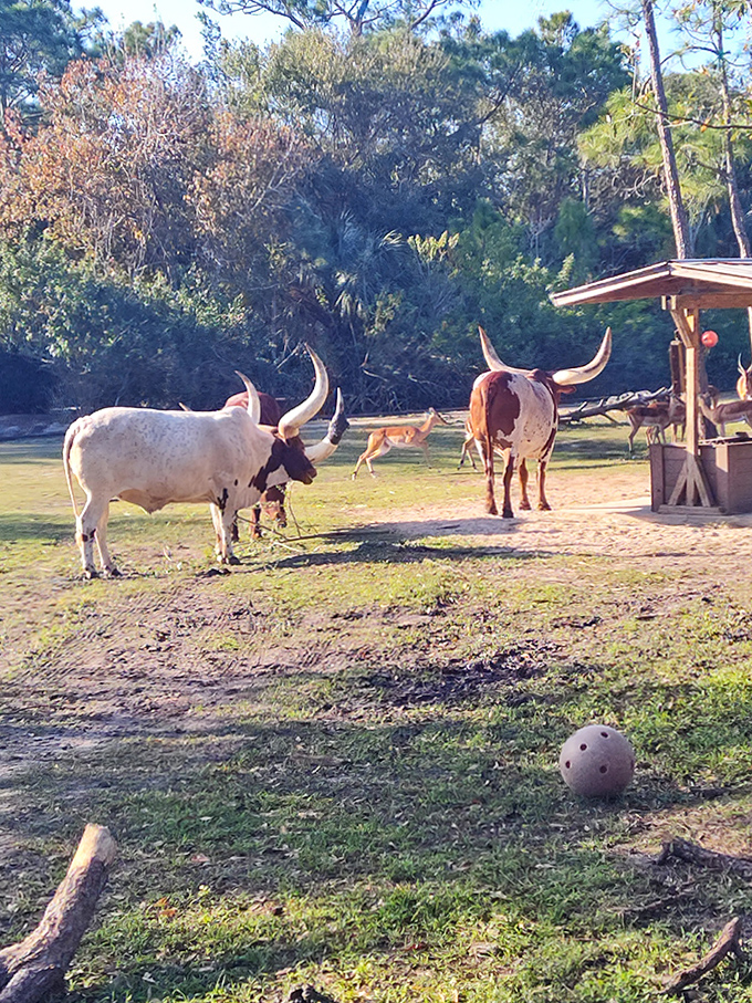 Texas meets Florida as magnificent longhorns lounge in dappled sunlight, their impressive horns spanning wider than your outstretched arms.