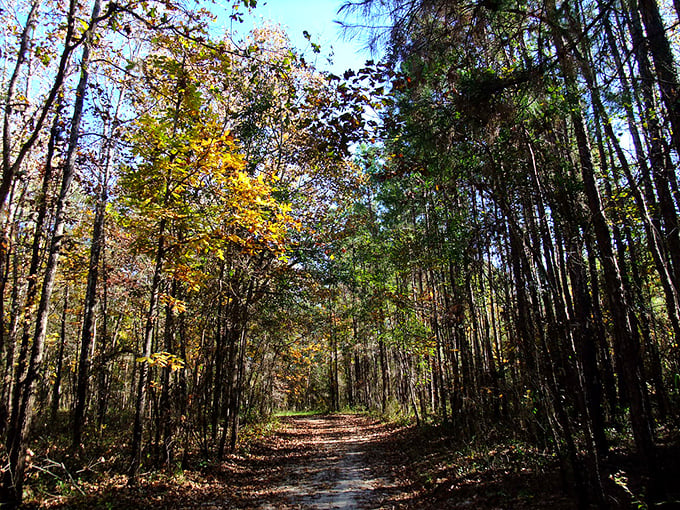 The Miccosukee Canopy Road Greenway invites explorers to abandon their vehicles and discover these natural wonders at a walking pace.