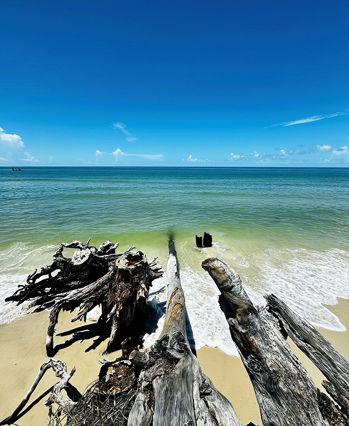 This natural driftwood formation resembles modern sculpture, proving once again that Mother Nature remains the most talented artist.