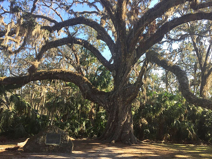 At the base of the ancient oak, a commemorative marker tells only part of the story &ndash; the rest is written in wood and leaf.