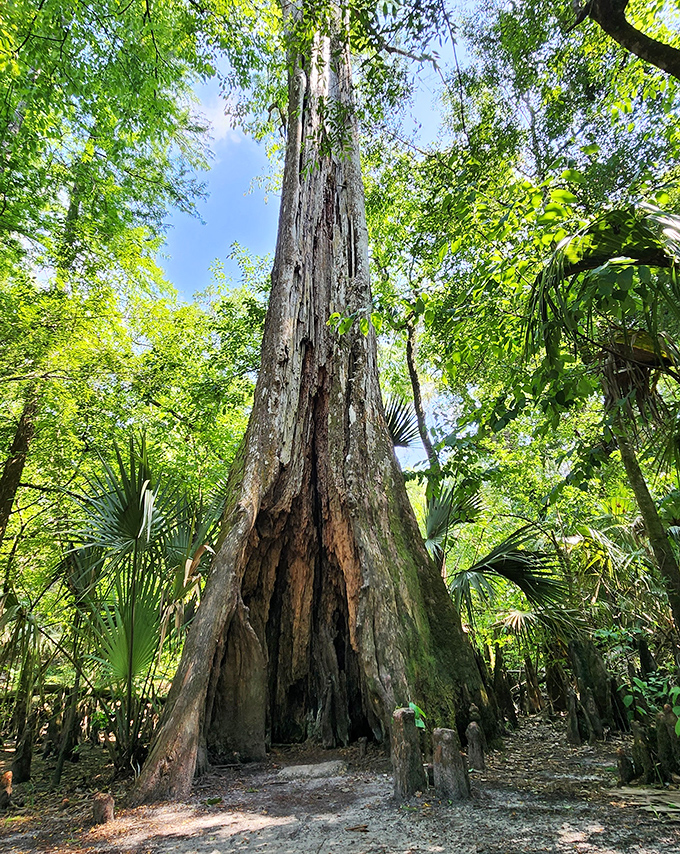 This ancient cypress tree stands like a wise old sentinel, its hollow base large enough to host a small committee meeting.