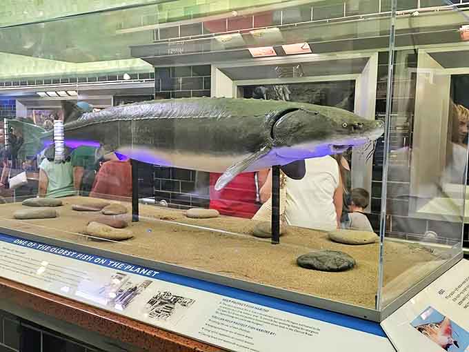 This prehistoric-looking fish has probably seen more history than your history teacher &ndash; and has fewer pop quizzes.