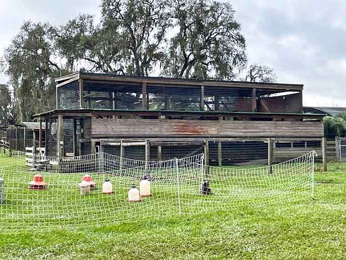 The ranch's sustainable approach includes traditional farm elements like this chicken coop, where feathered residents contribute to the ecosystem.