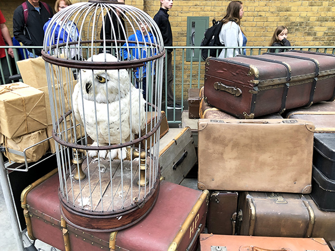A snowy owl in its cage sits atop vintage luggage, perhaps waiting for a certain boy wizard to claim it.