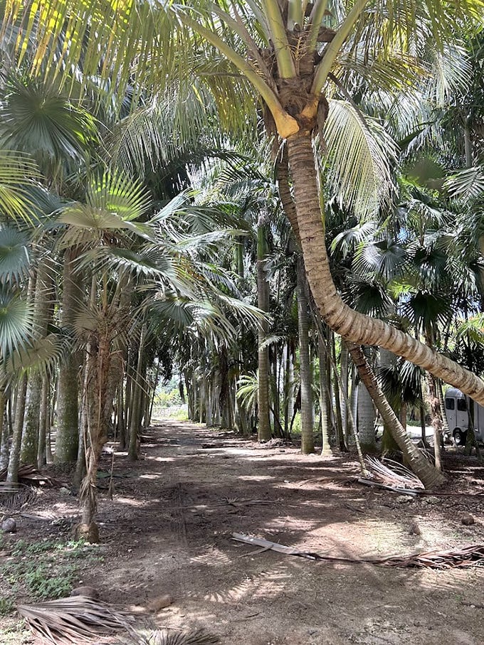 Nature's cathedral &ndash; towering palms create a shaded corridor that feels like walking through a living, breathing tropical postcard.