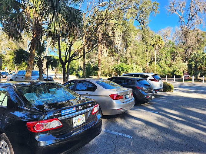 The unassuming parking area gives no hints about the natural wonders waiting just beyond those trees.