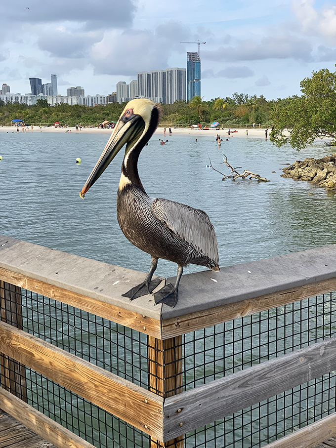 The park's unofficial greeter strikes a pose worthy of a Florida tourism brochure &ndash; "Welcome to paradise, mind the beak."