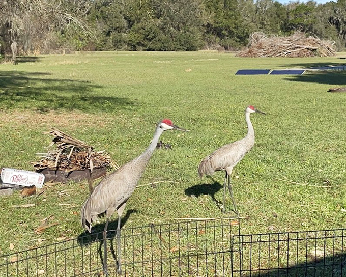 Sandhill Cranes: Nature's elegant party-crashers strut across the landscape with the confidence of creatures who've been perfecting their look for millions of years.