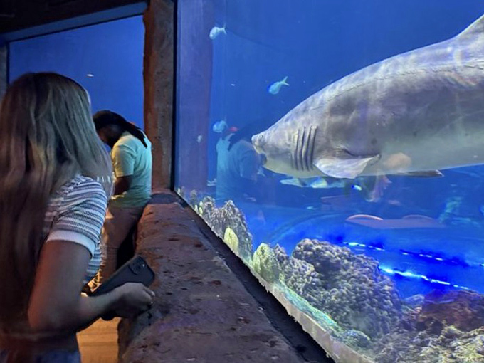 A massive shark glides past the glass, seemingly more interested in what's on your plate than in the smaller fish sharing its aquatic home.