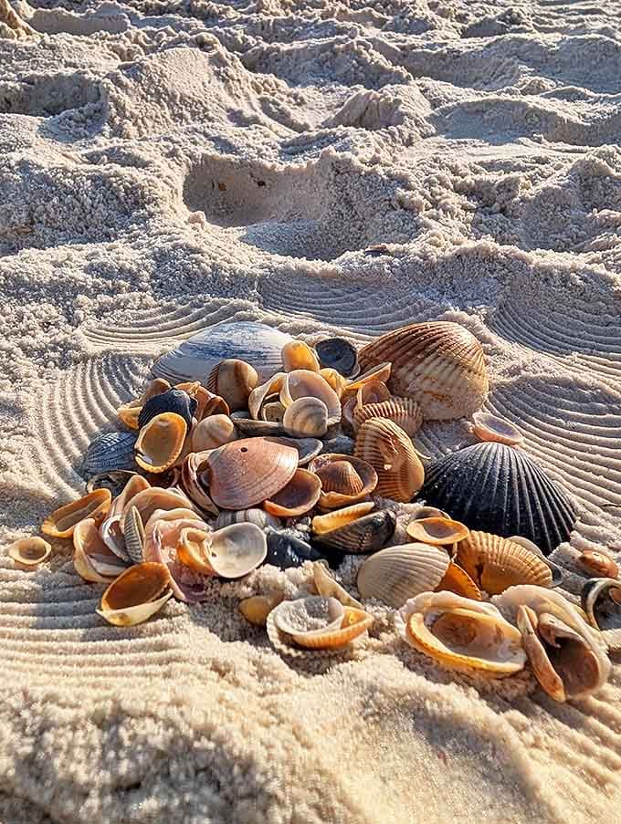Shell collecting here yields architectural marvels designed by evolution, each one a tiny reminder of the vast ecosystem thriving beneath the waves.