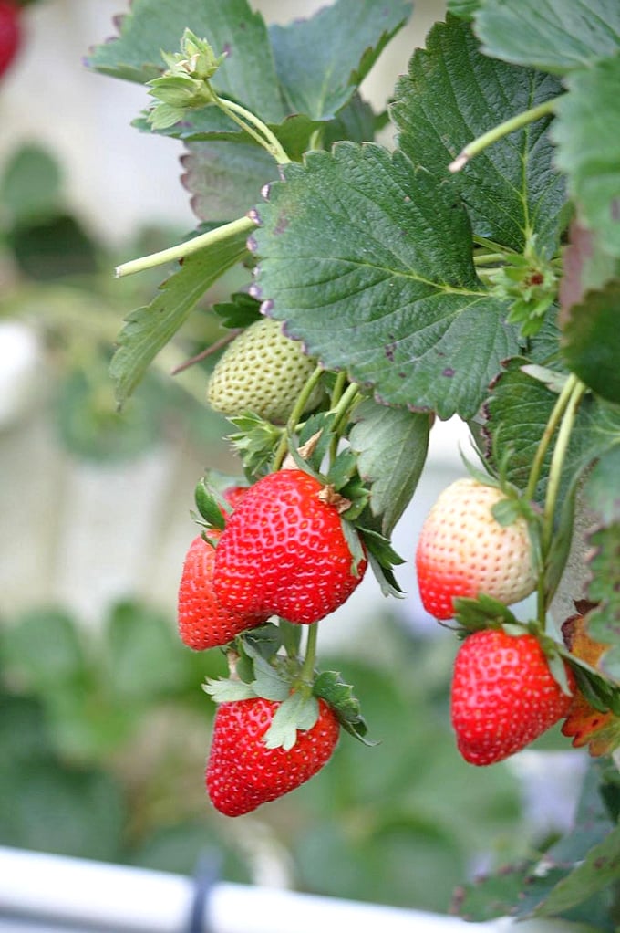 Nature's jewelry&mdash;strawberries dangle like edible rubies, ripening in the sun and tempting pickers with their perfect redness.