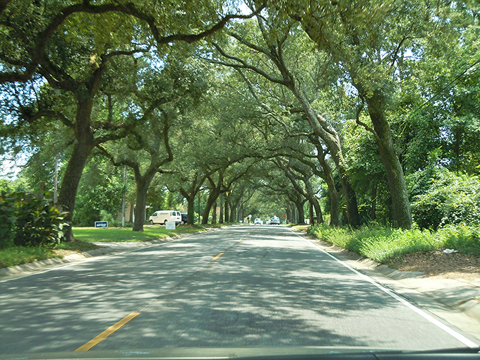 When sunlight and leaves collaborate, magic happens. This dappled golden pathway feels like driving through a living kaleidoscope.