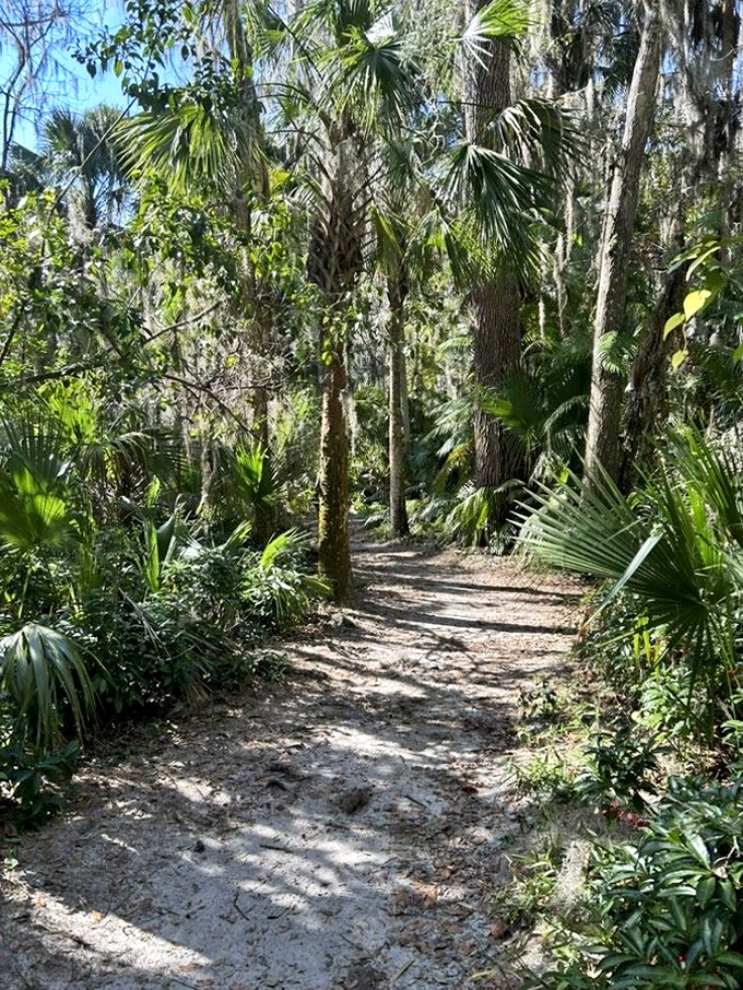 Follow this path into Florida's wild heart, where civilization's noise fades away and the soundtrack shifts to rustling palms and birdsong.