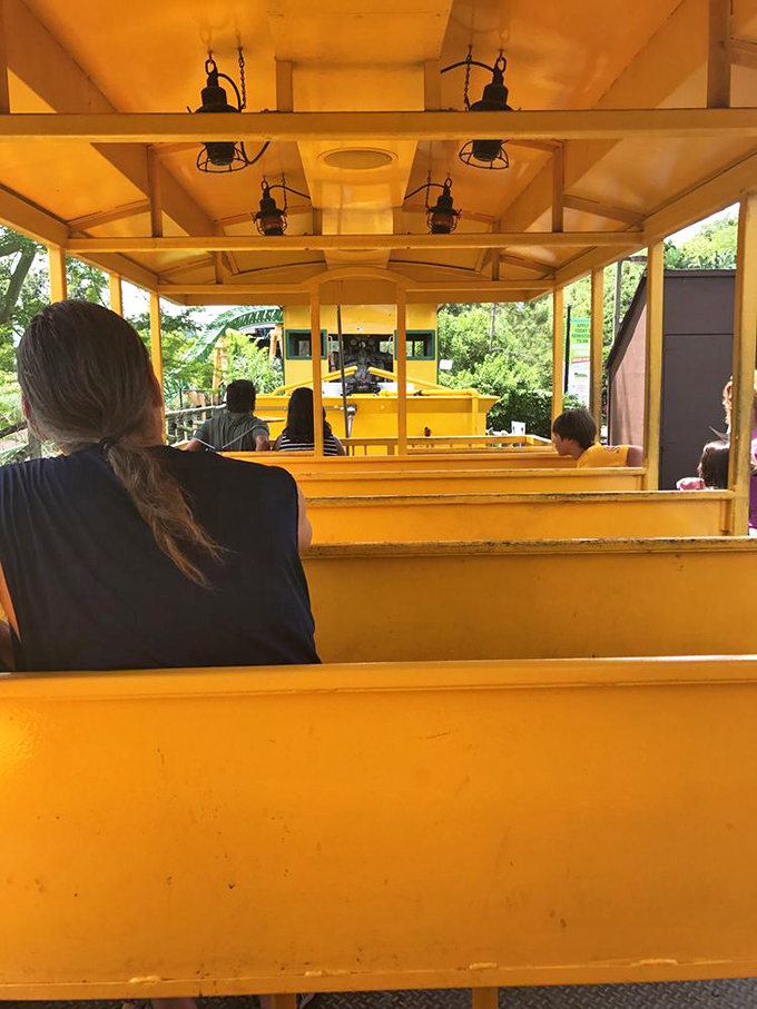 Train ride: Passengers enjoy the gentle rhythm of the journey from comfortable wooden benches, their expressions shifting from anticipation to wonder.