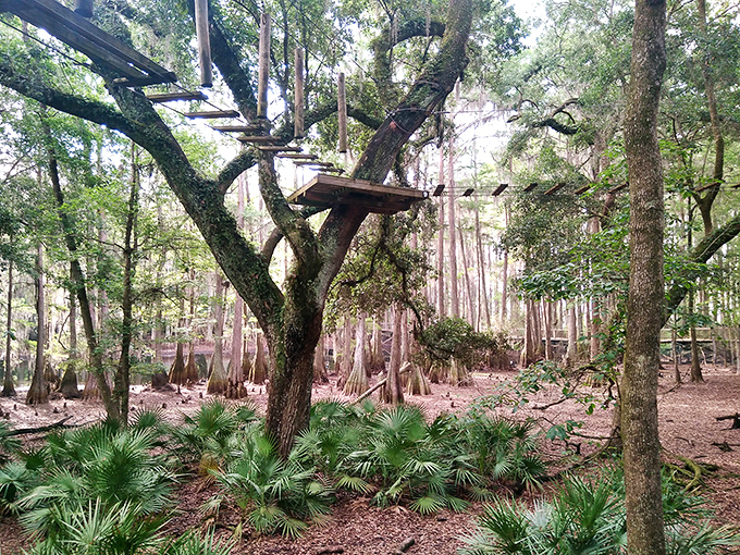 Courage meets canopy on the Tree-to-Tree Adventures course, where visitors discover Florida from perspectives usually reserved for woodpeckers.