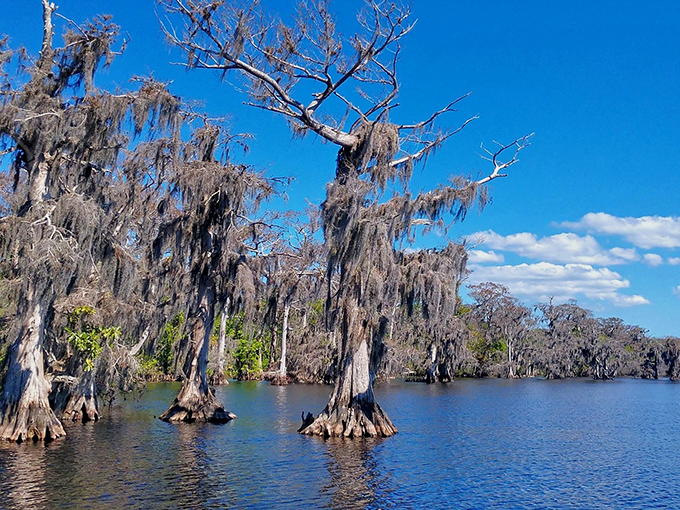Spanish moss drapes from ancient branches like nature's own decorative touch, transforming ordinary trees into works of living art.