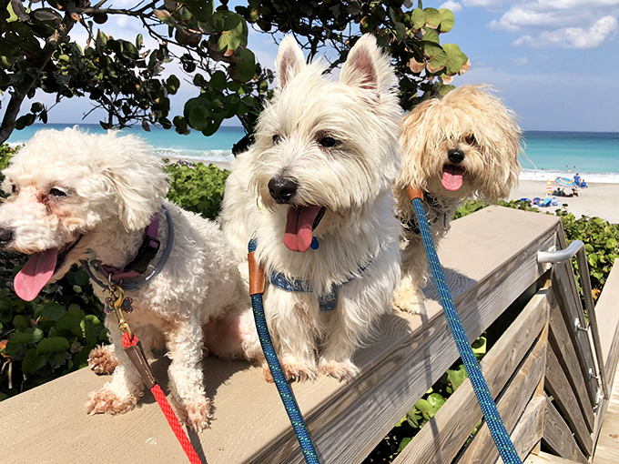 The welcoming committee at Jupiter Beach &ndash; where new friendships form with a sniff, a wag, and sometimes a playful bow.