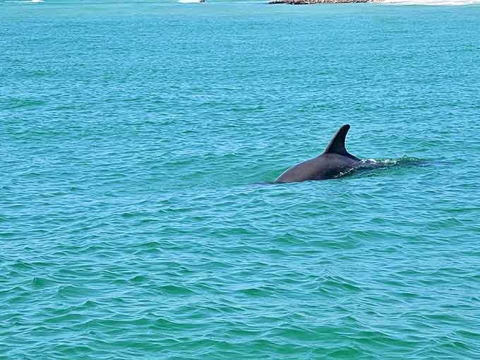 Spotting dolphins in their natural habitat beats watching them on a nature documentary, though admittedly your couch is more comfortable than a kayak.