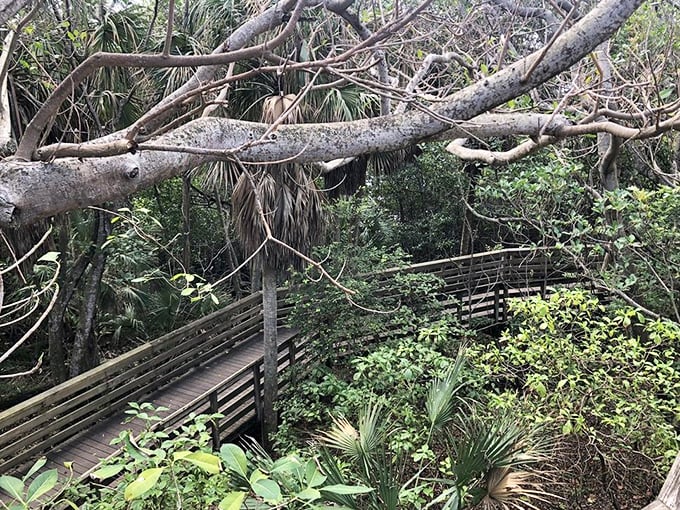 Elevated view: From this vantage point, the intricate dance between land and water reveals itself &ndash; geography lesson meets meditation session.