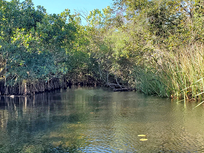 Entering this verdant corridor is like discovering the VIP entrance to Mother Nature's most exclusive club&mdash;no velvet rope, just velvety reflections on tea-colored water.