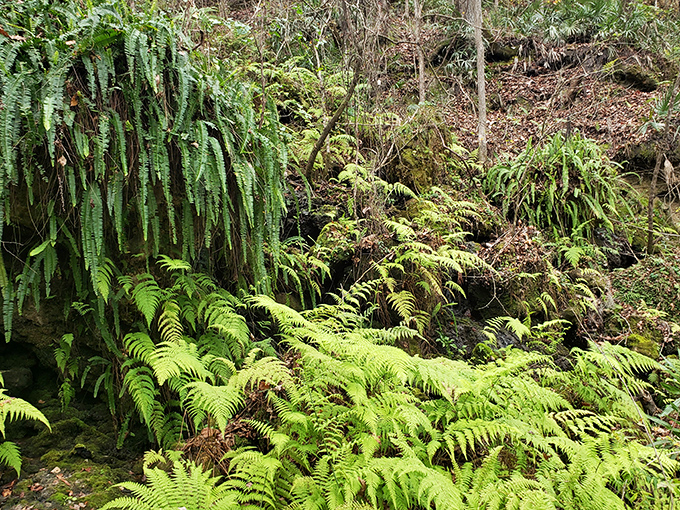 Nature's living tapestry: Ferns create a prehistoric atmosphere in this sheltered microclimate, thriving in conditions unique to the sinkhole environment.