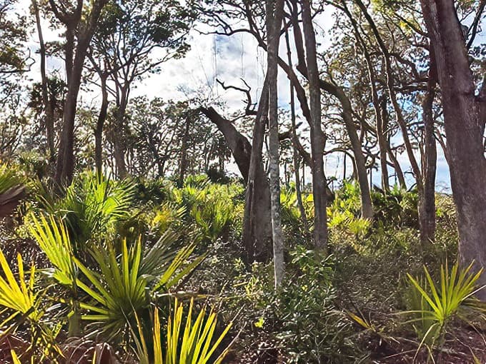 Palmettos and pines create a distinctly Floridian landscape, where coastal wilderness thrives just minutes from urban Jacksonville.