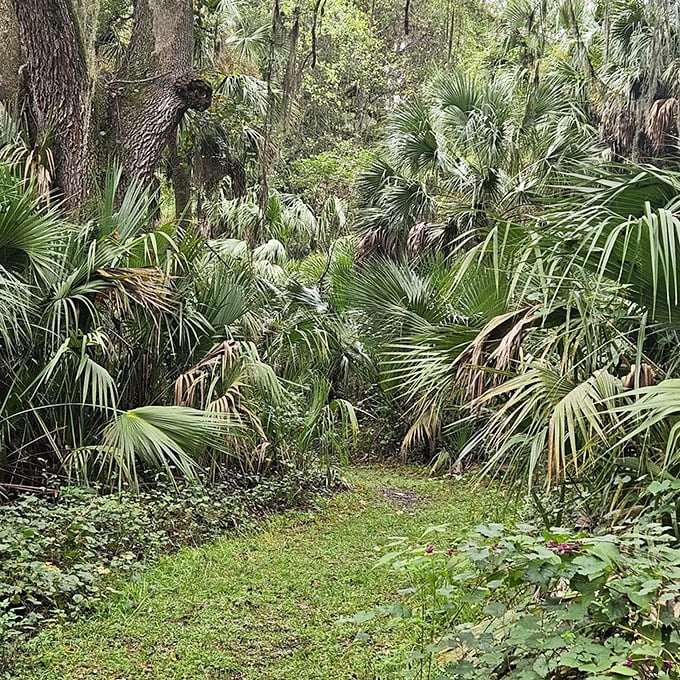 This narrow trail through dense palmettos feels like nature's secret passage &ndash; the botanical equivalent of finding platform 9&frac34;.